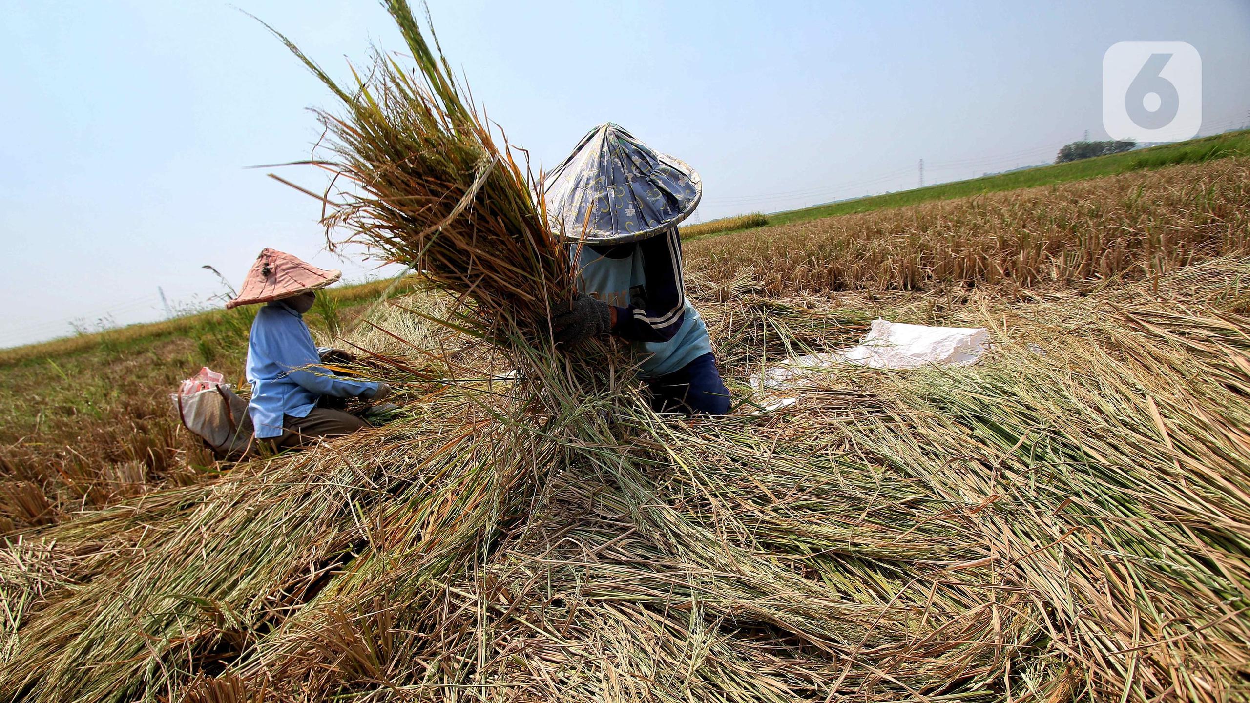 Realisasi Serapan Gabah Petani Dekati 3 Juta Ton dari Target