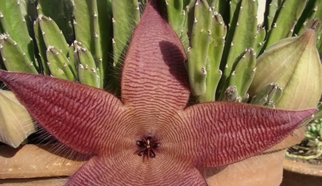 Bunga Unik Namun Tetap Cantik yang Ada di Dunia - Photo Fimela.com