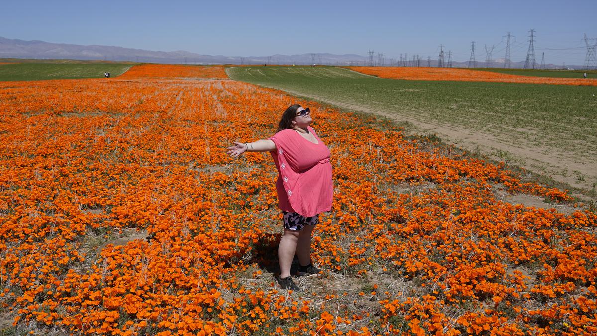 Bunga Poppy Liar Bermekaran, Lautan Oranye Selimuti Antelope Valley ...