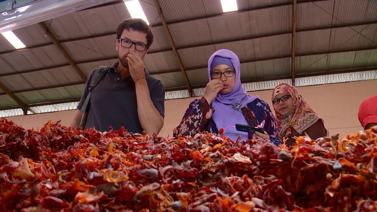 Indonesian Nutmeg 'Pala' Plant Essential to European Population ...