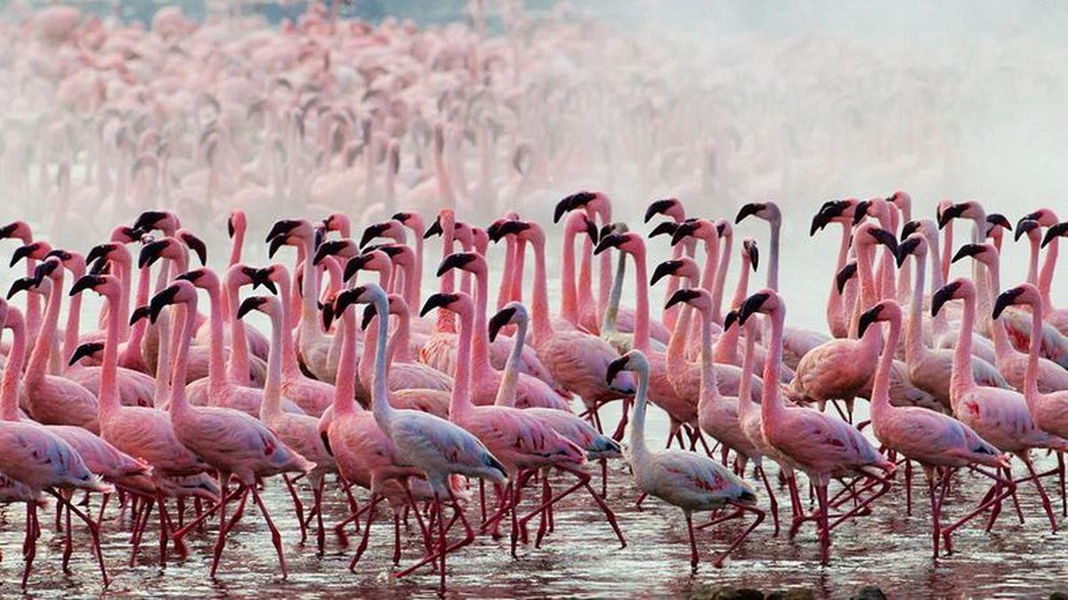 Melihat Jutaan Flamingo Cantik di Danau Nakuru