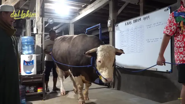 Penampakan 4 Sapi Jumbo Irfan Hakim untuk Kurban Idul Adha 2024 ...