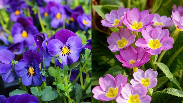 12 Bunga Berdasarkan Bulan Kelahiran dan Makna Rahasia di Baliknya ...