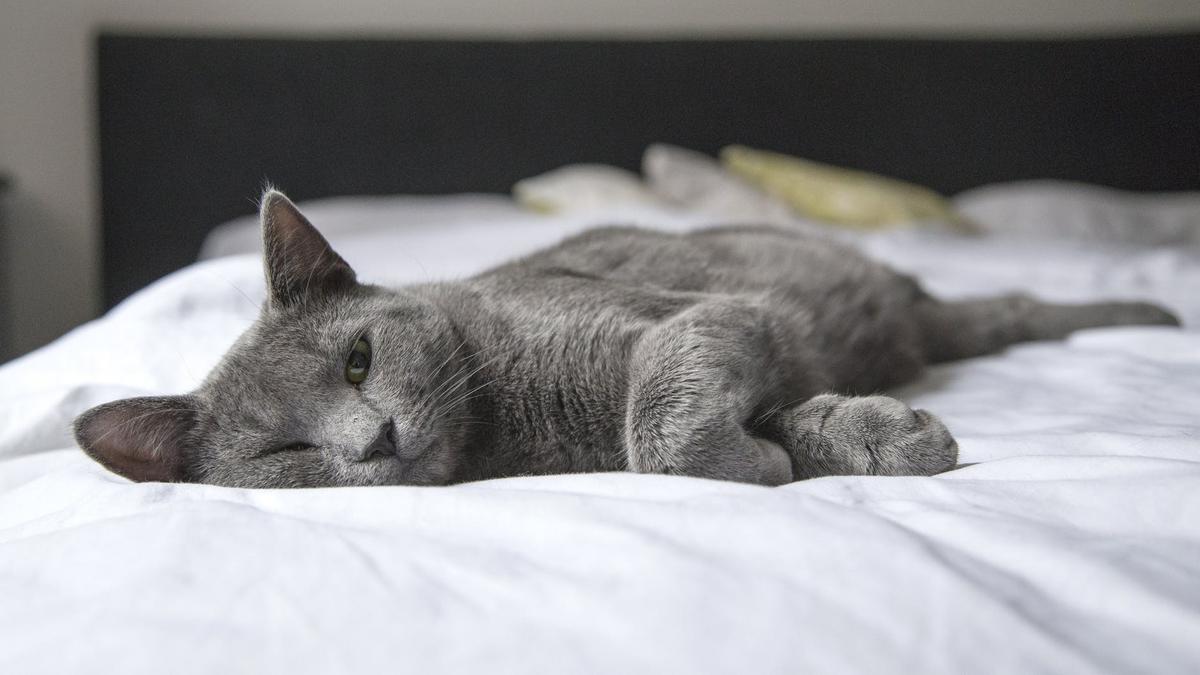 100 Nama Kucing Korea Beserta Artinya: Unik, Imut, dan Penuh Makna