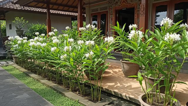 5 Tanaman Rimpang dengan Bunga Cantik untuk Teras, Pilihan Terbaik ...