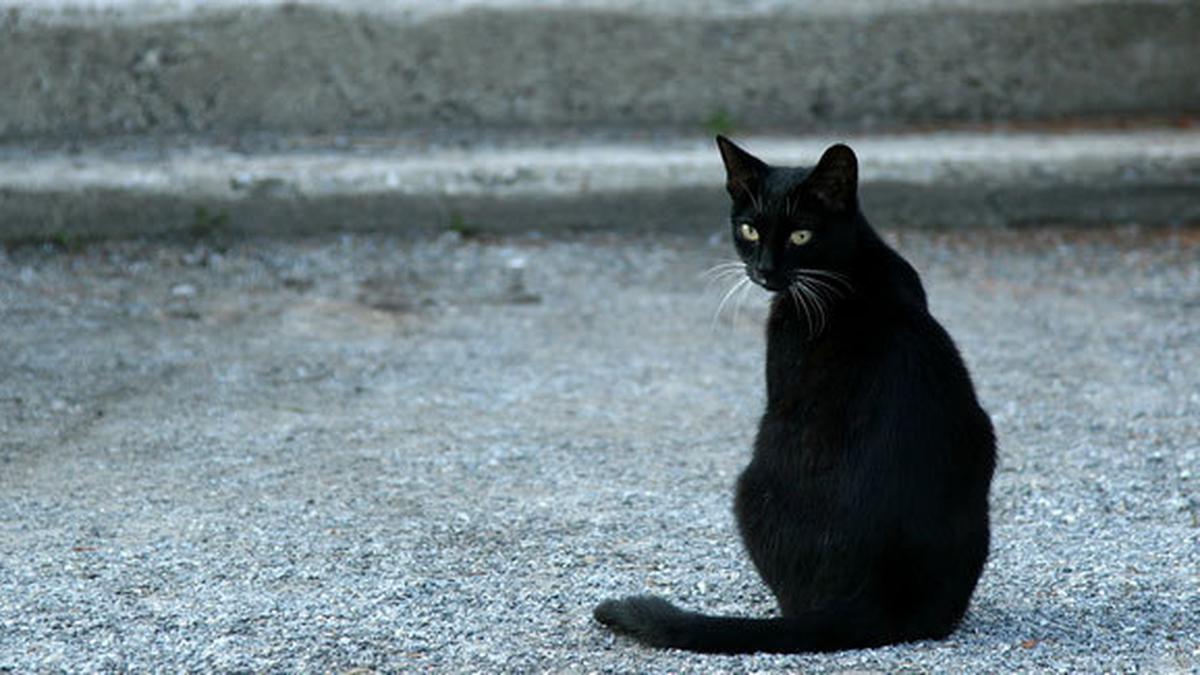 8 Mitos Kucing Hitam Di Dunia