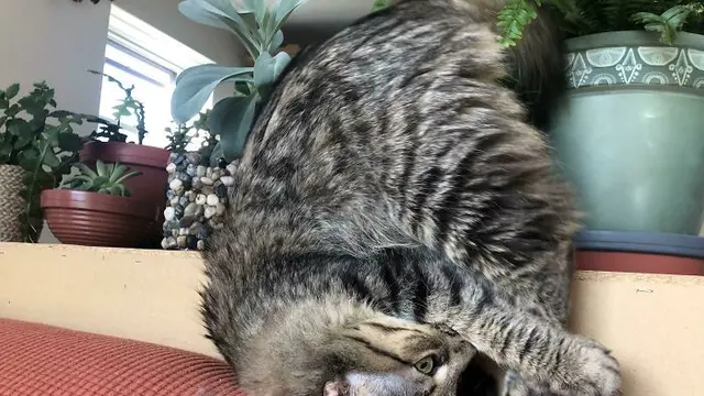 7 Potret Pose Absurd Kucing saat Berada di Rumah Ini Lucu Banget - Hot ...