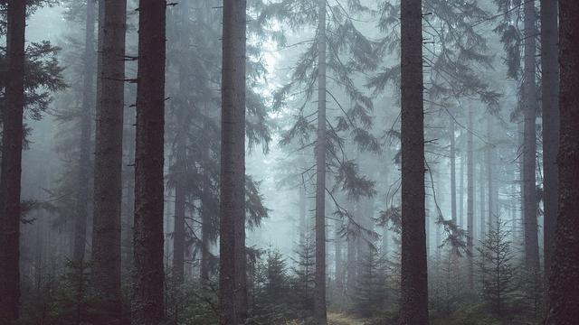 7 Hutan Lindung di Indonesia, Ada yang Jadi Tempat Wisata - Hot ...