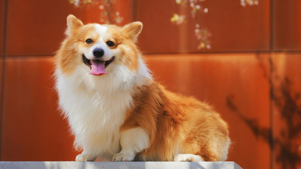 Top 10 Most Beautiful Dog Breeds in the World