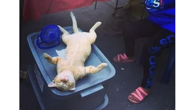 7 Potret Kucing Rebahan di Sembarang Tempat Ini Bikin Geleng Kepala ...