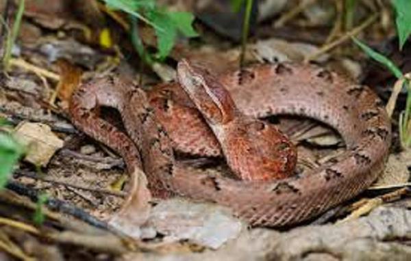 Mengenal Combro Adalah: Camilan Tradisional Khas Sunda yang Menggugah ...