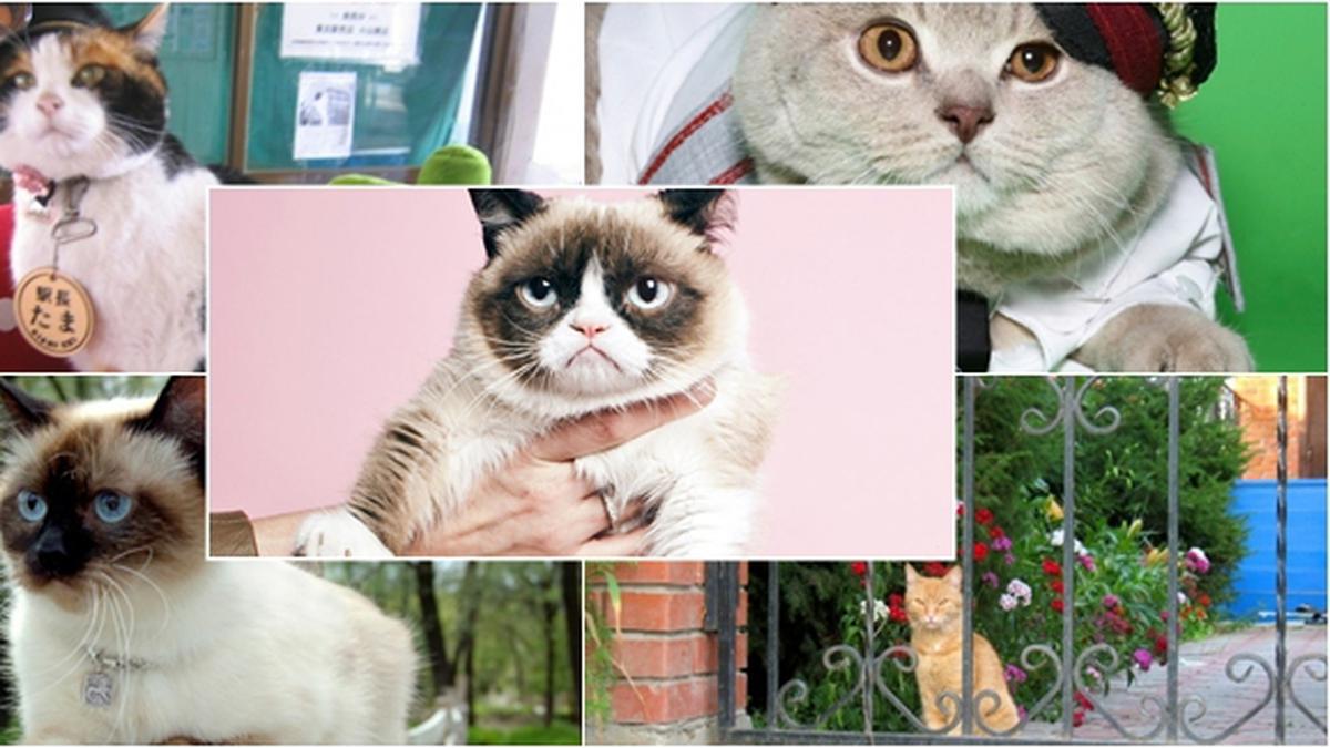 Kucing Ini Punya Pekerjaan Dan Digaji Besar - Lifestyle Fimela.com