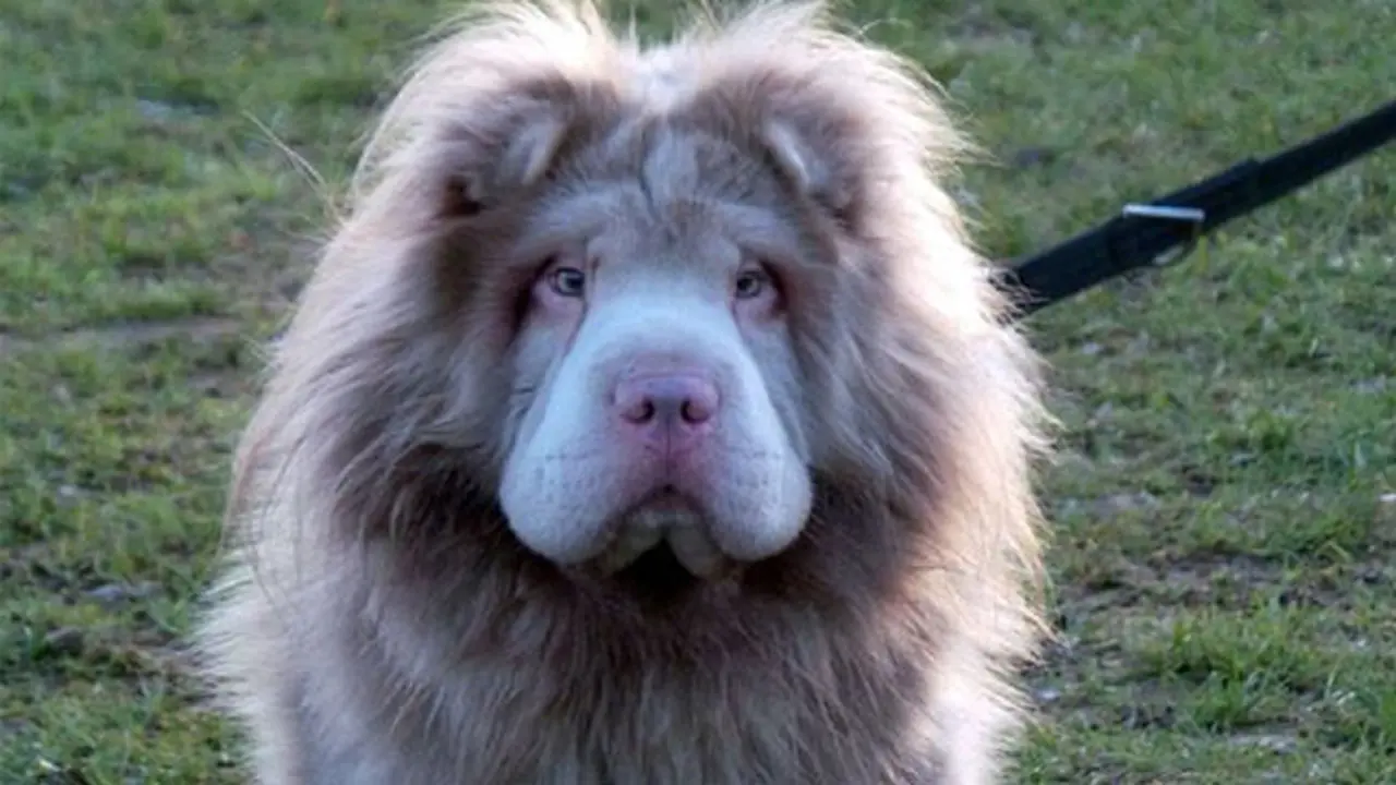 Binatang Aneh, Anjing Mirip Singa atau Sebaliknya? - Citizen6 Liputan6.com