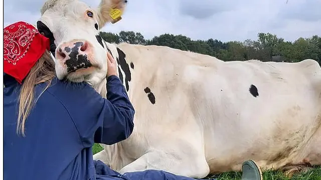 Terapi Peluk Sapi, Apa Manfaatnya untuk Kesehatan Mental? - Health ...