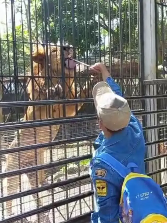 Berani Kasih Makan Singa Langsung? Ayo ke Taman Satwa Cikembulan Garut ...