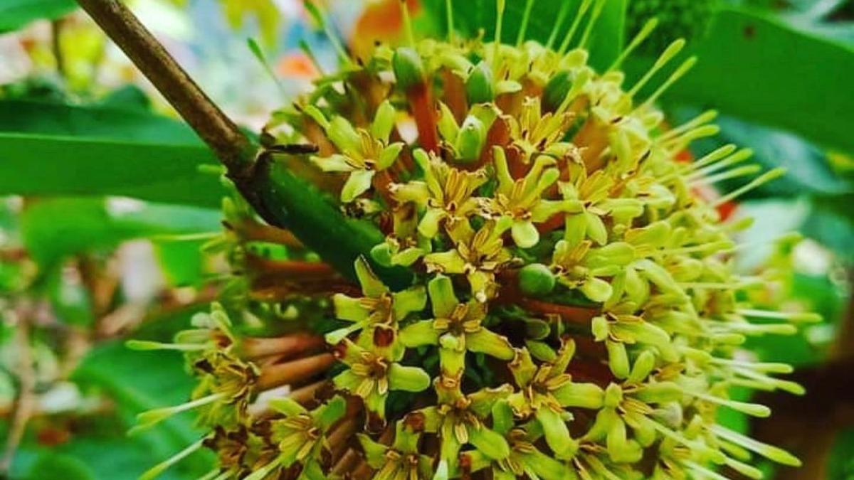 Serba-serbi Tanaman Herbal Gambir Sebagai Obat Sariawan hingga Diabetes ...