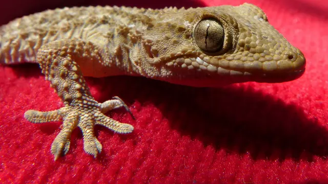 7 Arti Mitos Suara Tokek yang Bisa Menjawab Rasa Penasaran - Ragam Bola.com