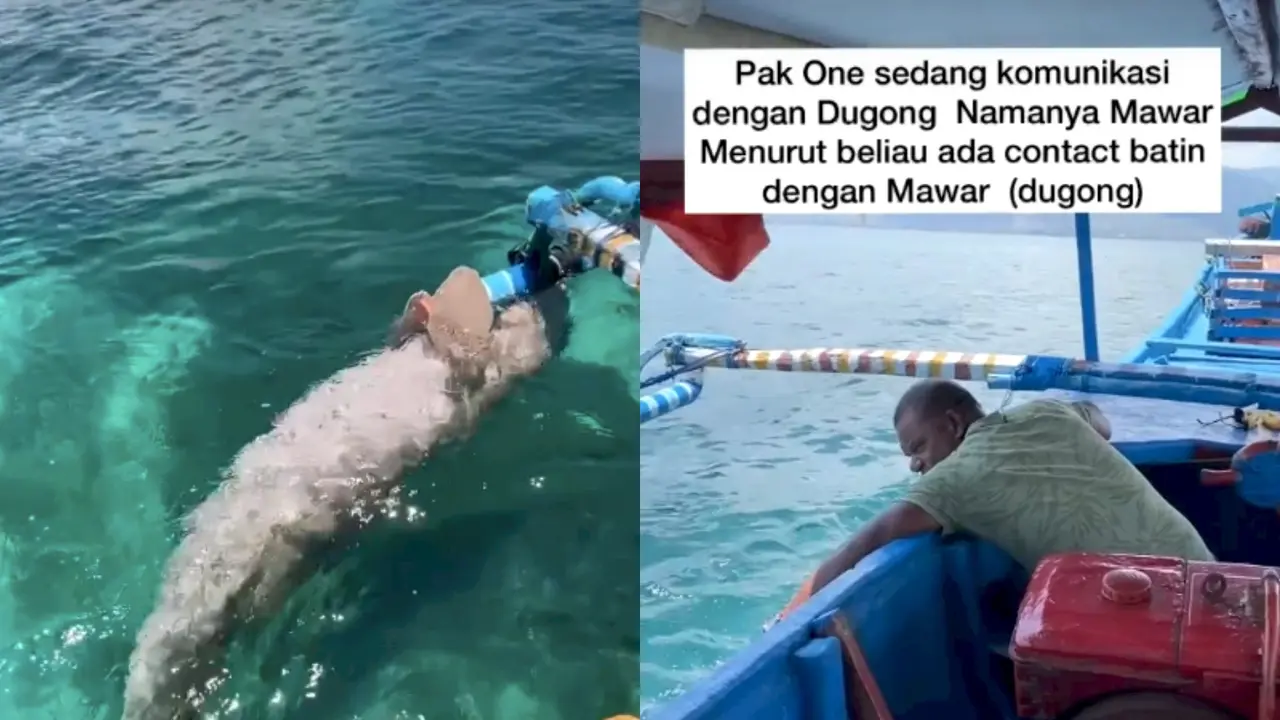 Perkenalkan Mawar, Dugong Jantan Ramah yang Jadi Ikon Wisata Alor NTT ...