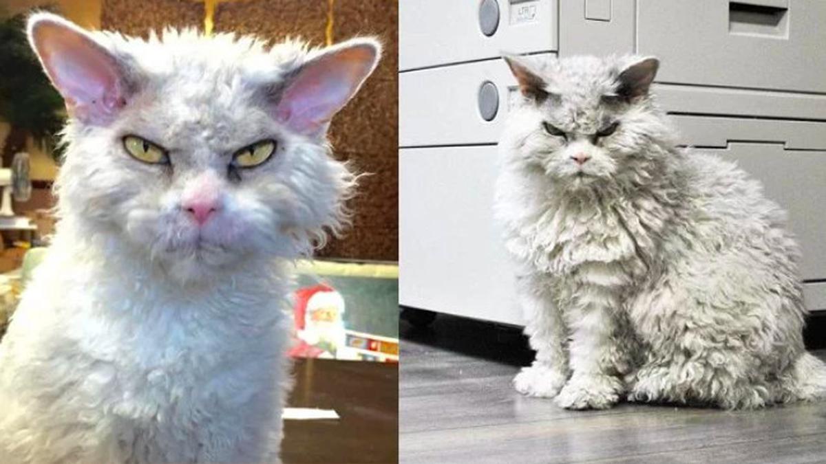 7 Tips Tenangkan Kucing yang Stres