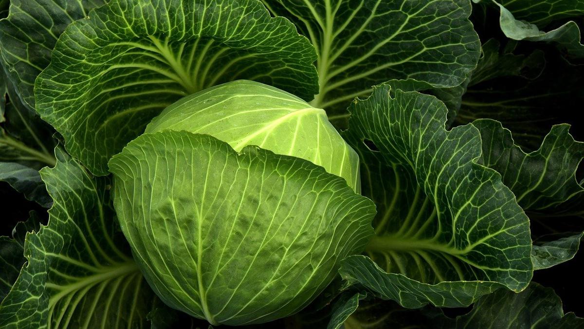Simak Cara Memilih, Memasak dan Menyimpan Kubis yang Benar - Lifestyle ...