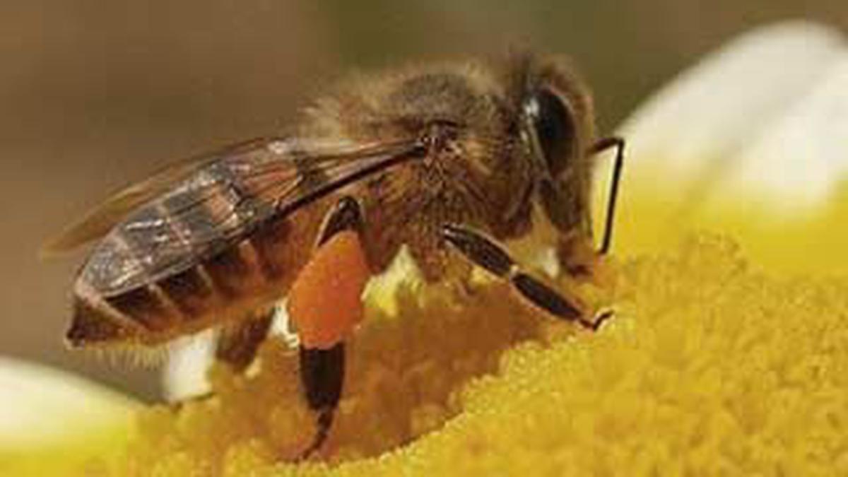 Awet Muda Dengan "Ciuman" Lebah - Health Liputan6.com