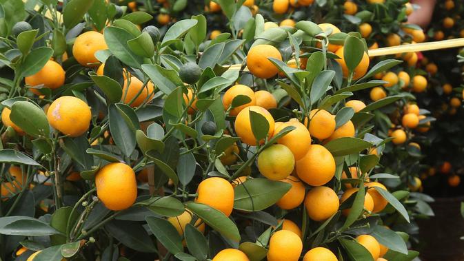 Manfaat Makan Jeruk, Buah yang Selalu Ada Saat Perayaan Imlek - Health ...