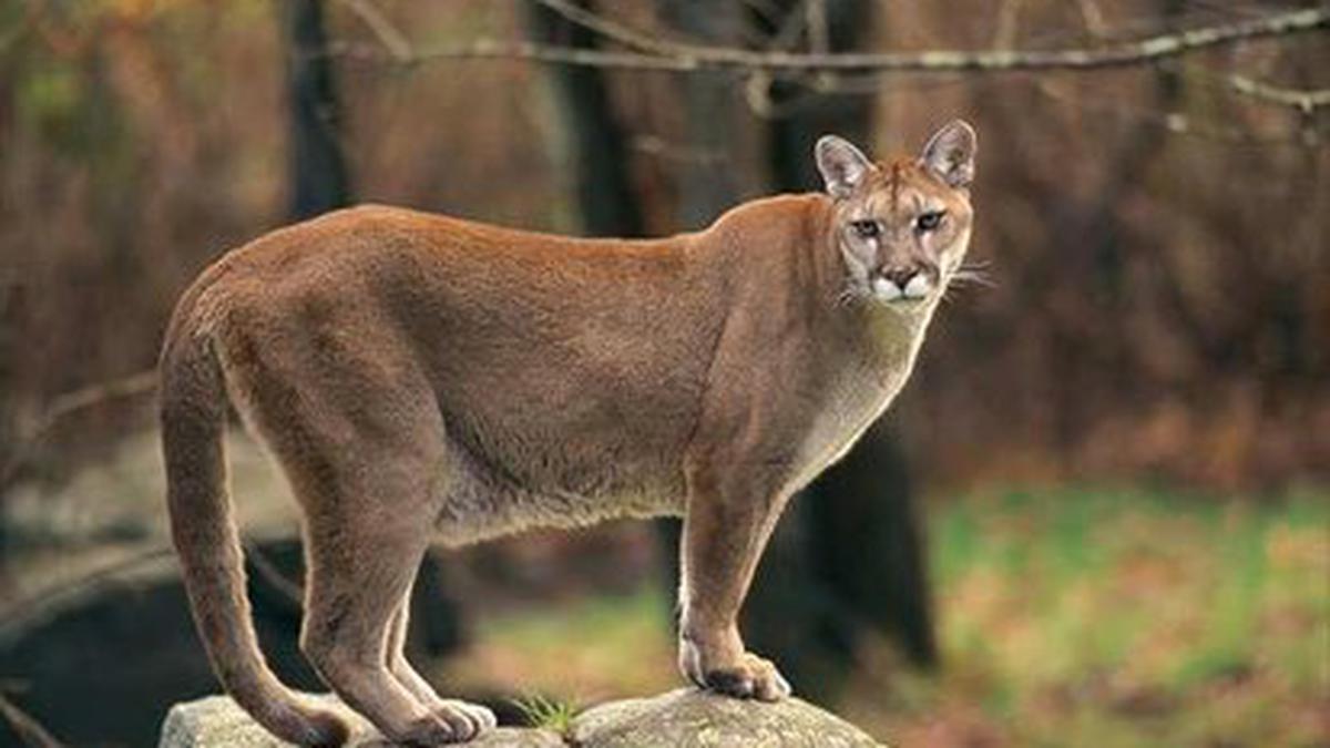 Super, Pria Ini Bunuh Singa Gunung yang Menyerangnya dengan Tangan ...