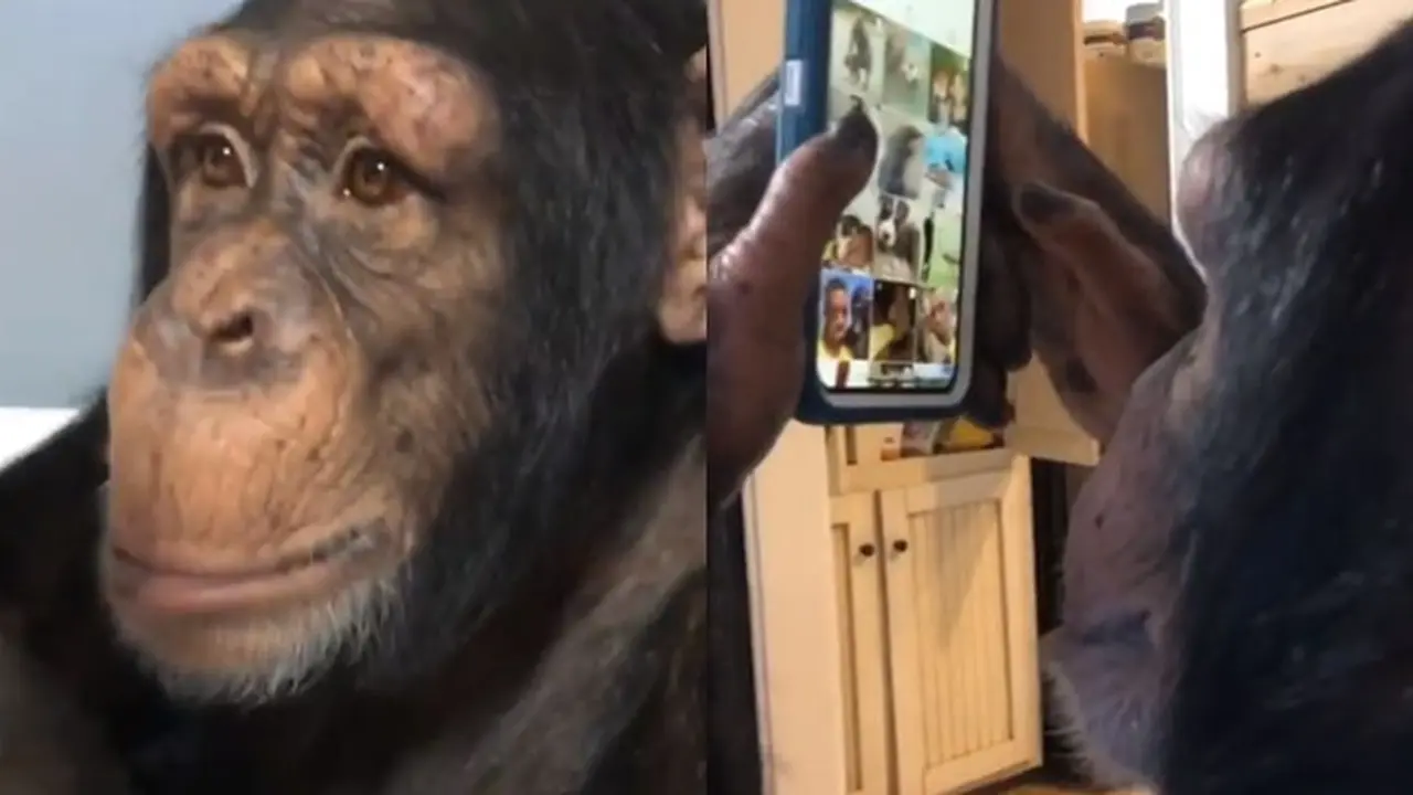 Video Tingkah Lucu Simpanse Main Instagram Ini Bak Anak Milenial - Hot ...