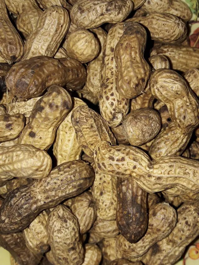 Cara Menanam Kacang Tanah dari Benih hingga Panen