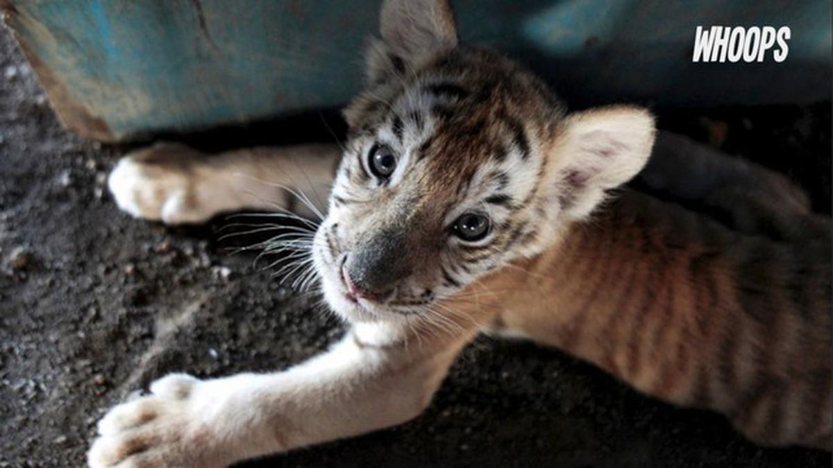 WHOOPS: Miris, 5 Ekor Bayi Harimau Dibekukan untuk Obat Tradisional ...