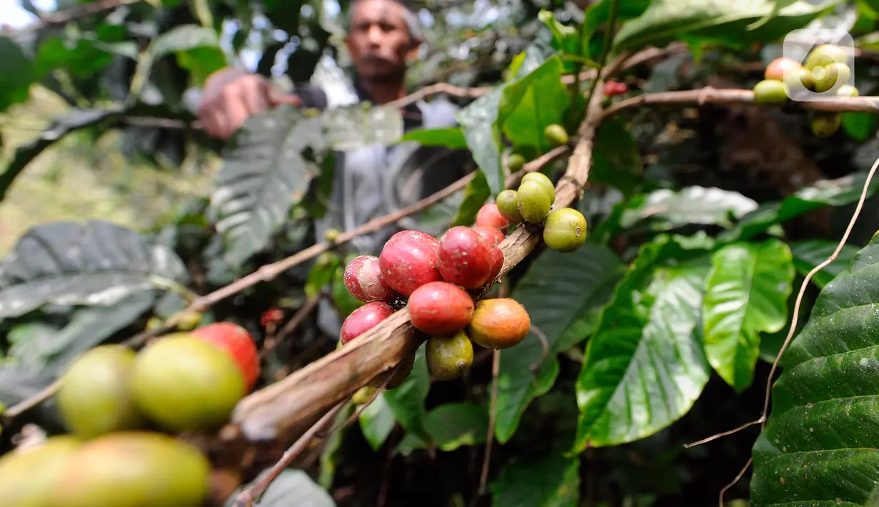 Melihat Perkebunan dan Pengolahan Kopi Era Kolonial Belanda di ...