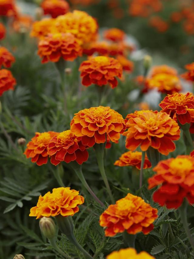 7 Rekomendasi Bunga Cepat Tumbuh untuk Mencerahkan Taman di Awal Musim ...