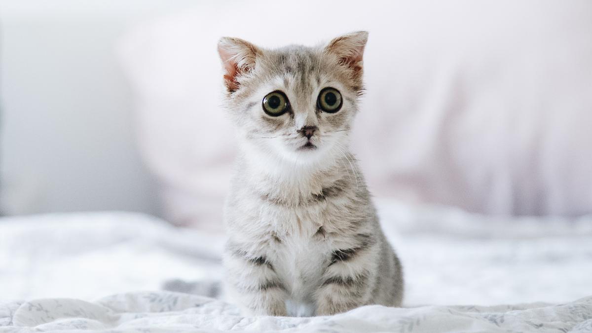 9 Jenis Mainan Kucing yang Cocok untuk Peliharaanmu - Lifestyle Fimela.com