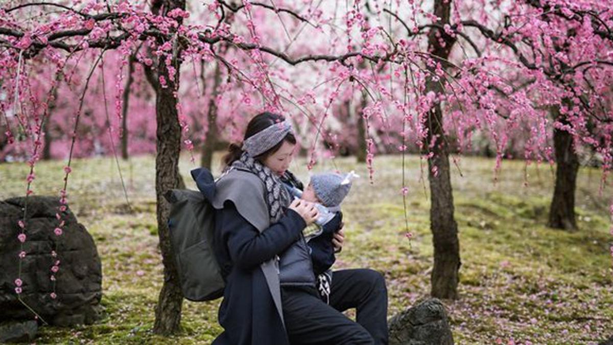 Pesona Mengagumkan Musim Semi Bunga Sakura Di Jepang