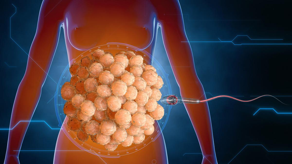 Zigot adalah Awal Mula Proses Perkembangan Sel dalam Rahim, Kenali ...