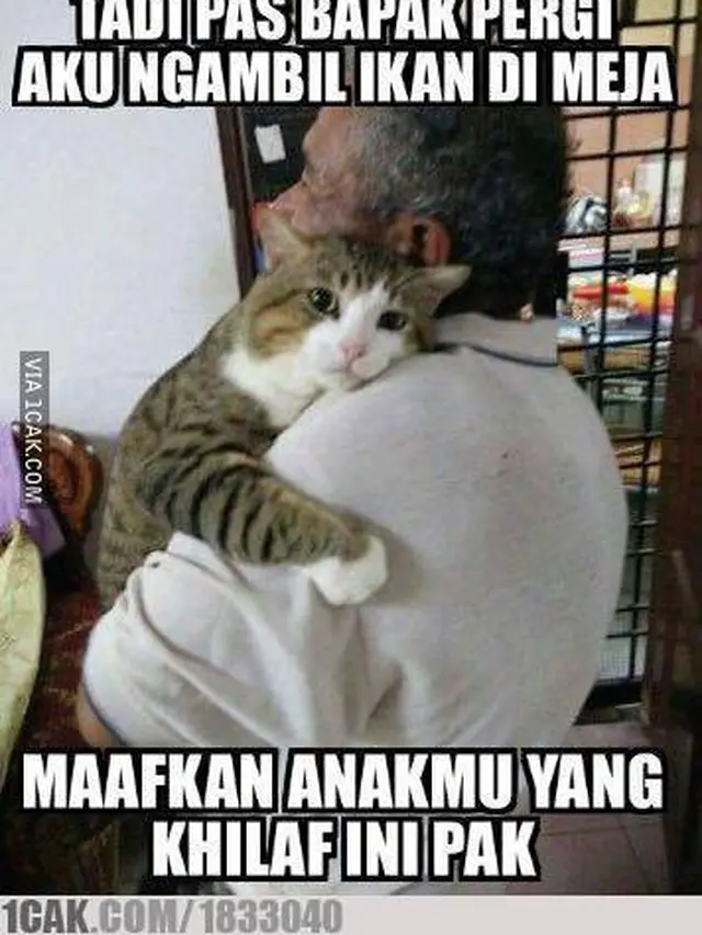 Kucing Gendut Tampak Menggemaskan tapi Bisa Jadi Tak Bahagia - Health ...