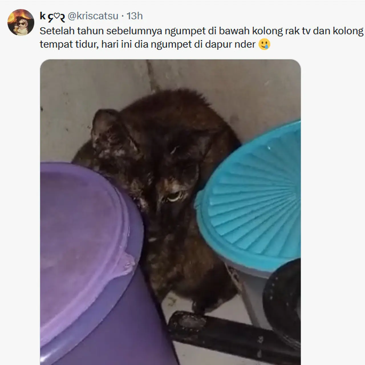 6 Potret Kucing Sembunyi Takut Dengar Kembang Api Ini Bikin Kasihan ...