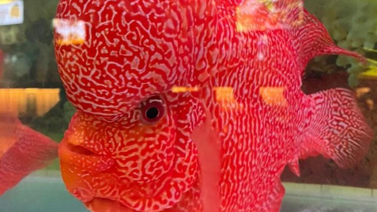 Wow, Ikan Louhan Ini Dibanderol Rp 350 Juta - Bisnis Liputan6.com