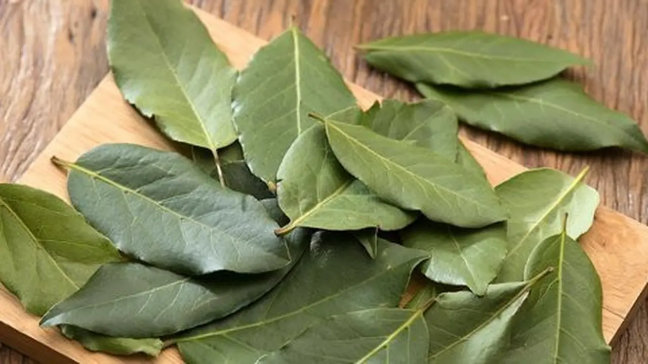 Resep Rebusan Daun Salam, Obat Alami untuk Kolesterol dan Asam Urat ...