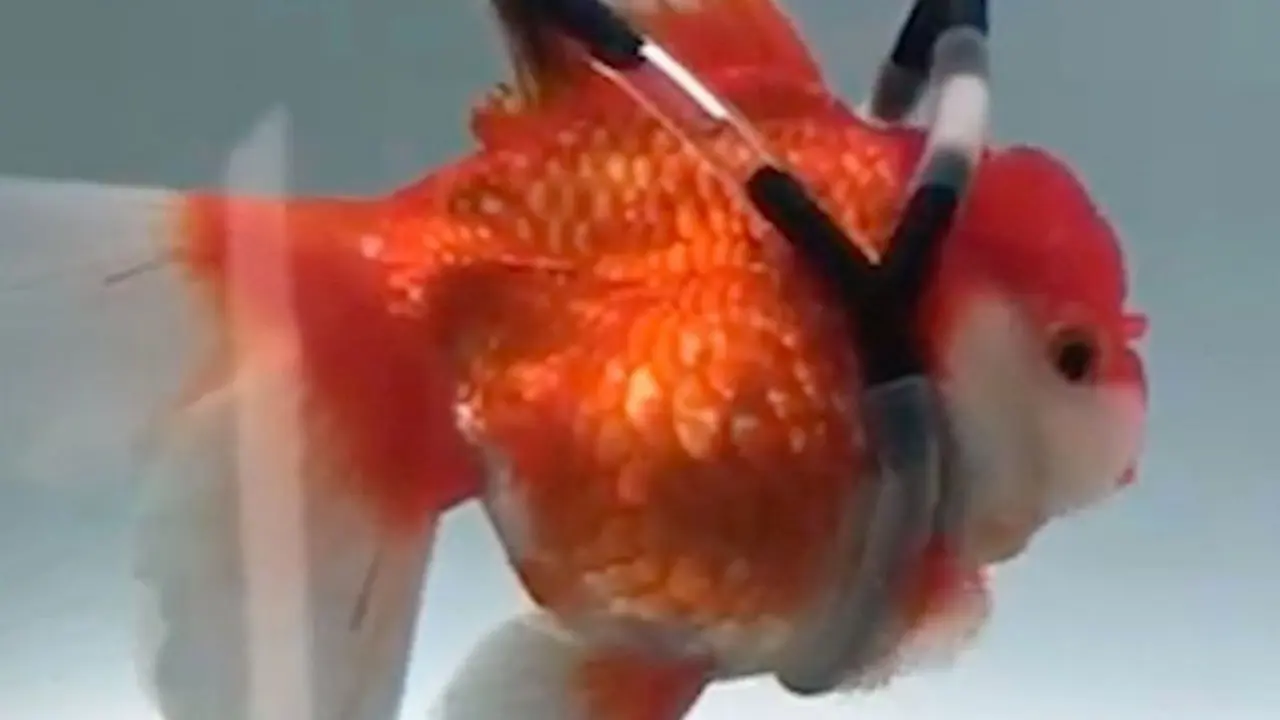 Pria Ciptakan 'Kursi Roda' Agar Ikan Mas Peliharaan Tetap Mengapung ...