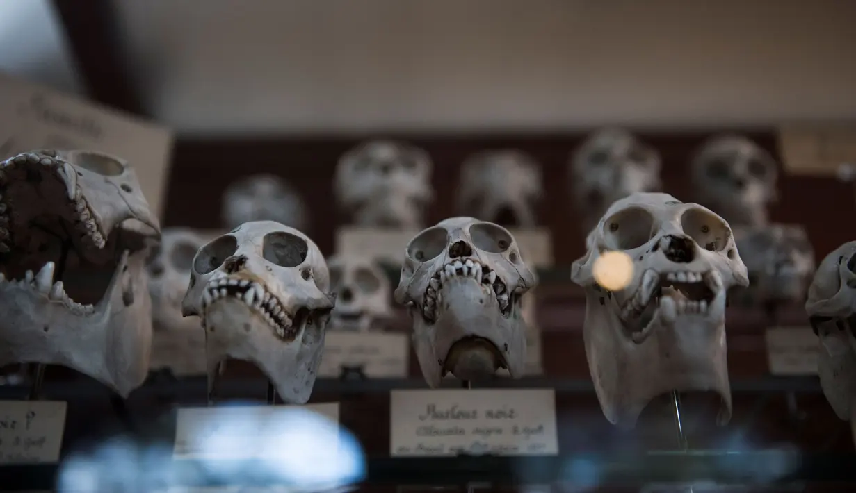 PHOTO: Di Museum Ini Bisa Lihat Ribuan Tulang Belulang Purba - Foto ...