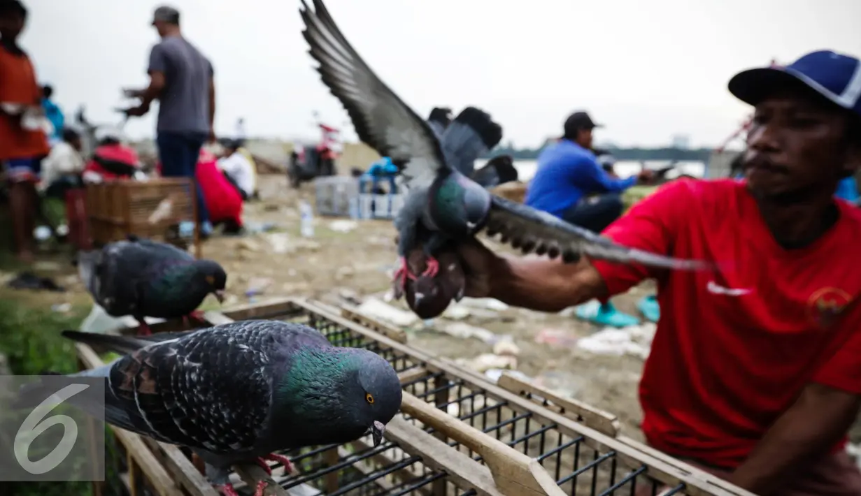 Melihat Latihan Burung Merpati Balapan - Foto Liputan6.com