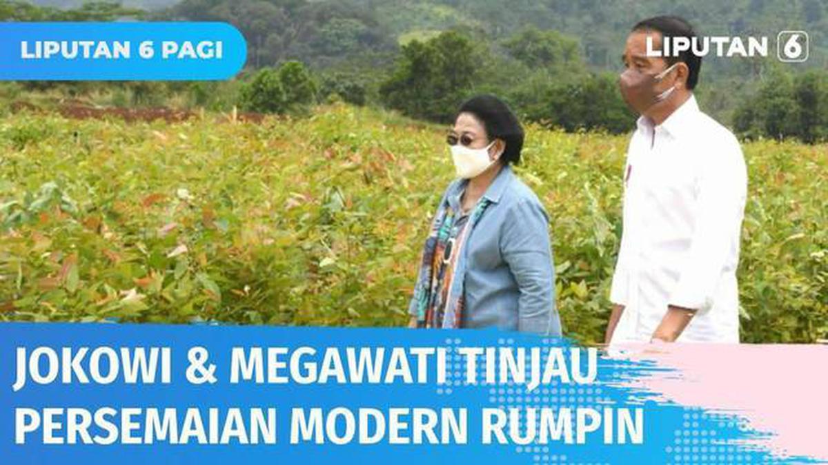 VIDEO: Presiden Jokowi dan Megawati Tinjau Persemaian Modern Rumpin di ...