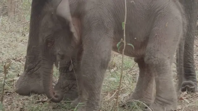 Hore, Bayi Gajah Sumatera Kembali Lahir di Taman Nasional Way Kambas - Lifestyle Liputan6.com