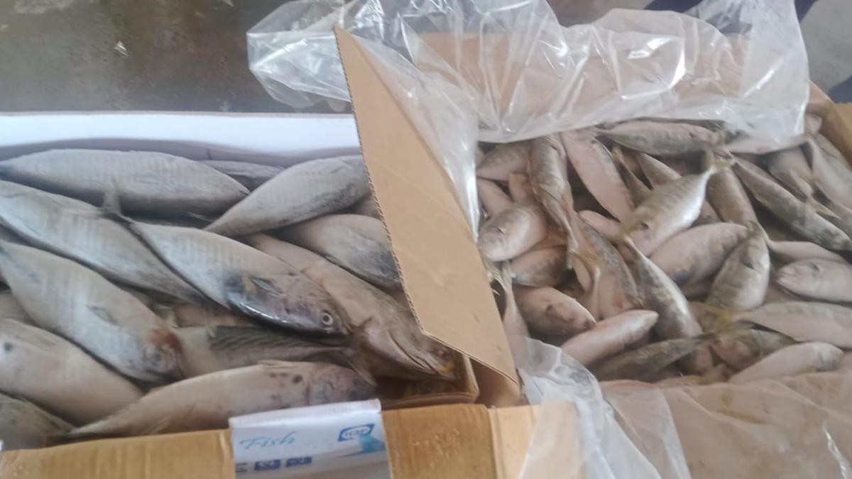 KKP Temukan 4 Ton Ikan Impor Malaysia Tanpa Dokumen Resmi di Batam - Regional Liputan6.com