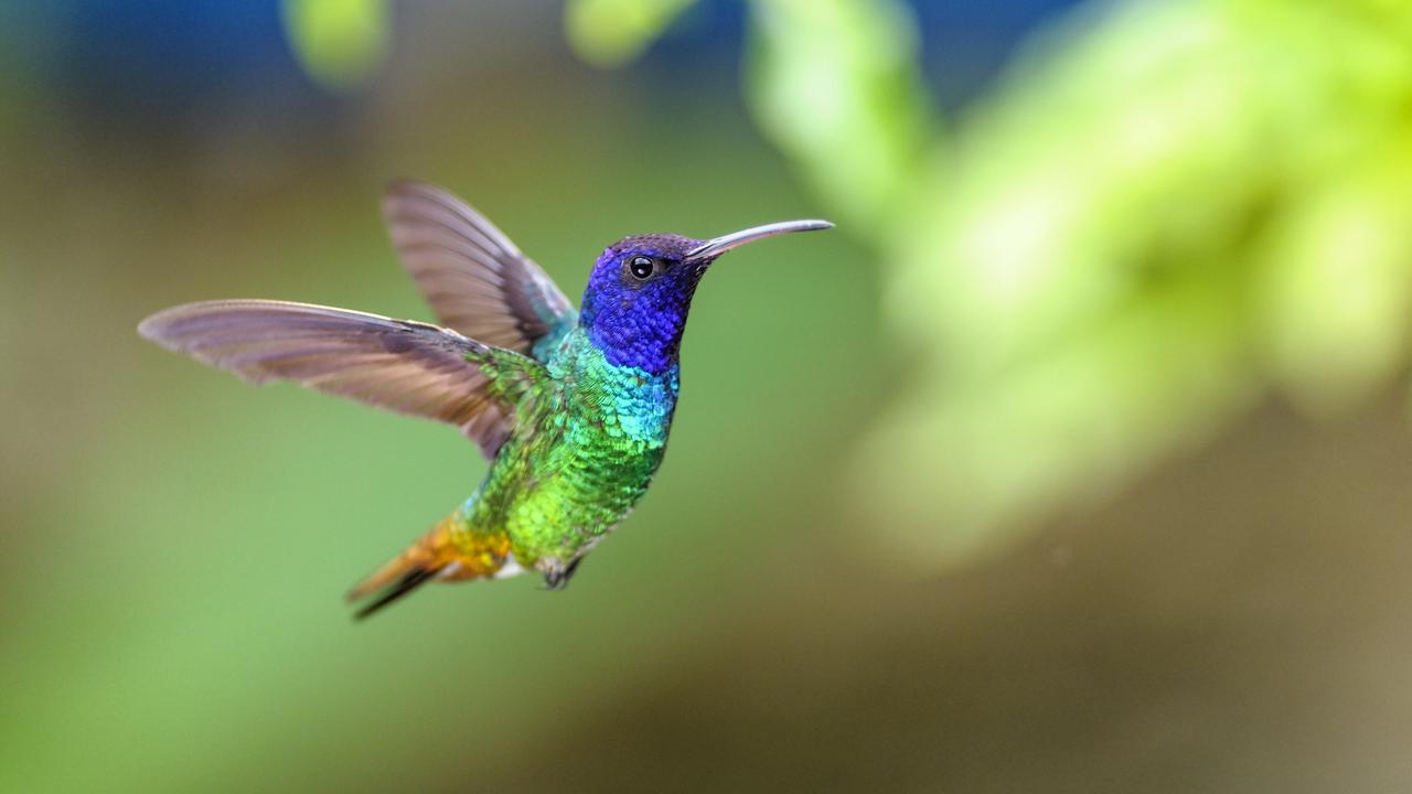 Unik, Bunga Langka Ini Mirip Burung Kolibri yang Hinggap di Tangkai