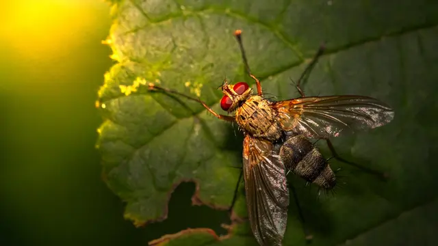 US to Create Army of Hundreds of Millions of Flies for "Fighting" on ...