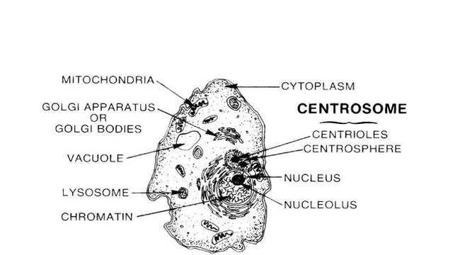 5 Fungsi Sentrosom Pada Sel Hewan, Bantu Pembelahan - Hot Liputan6.com