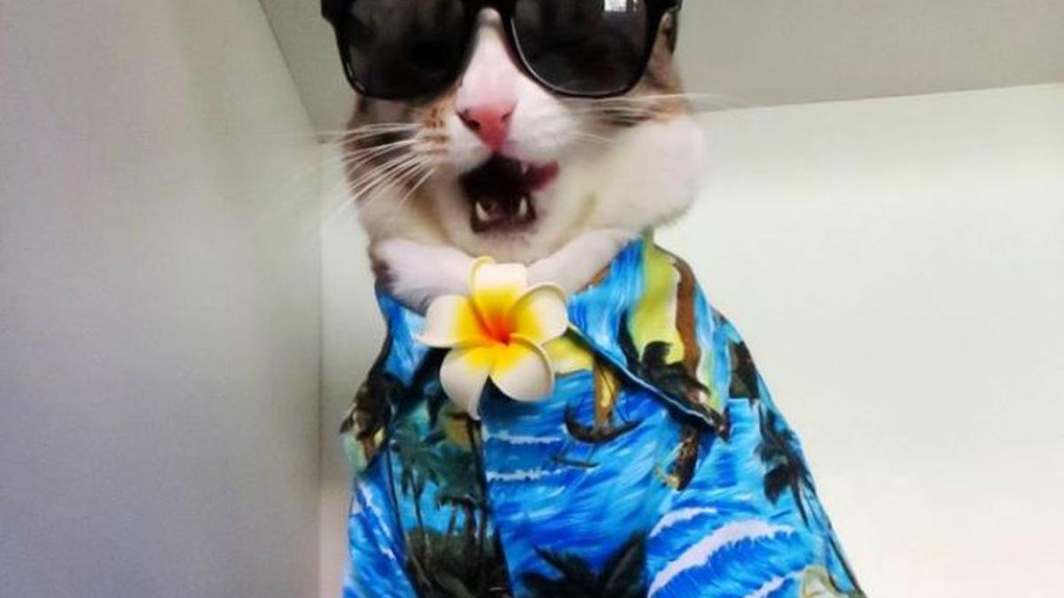 15 Inspirasi Fashion Kucing yang Menggemaskan - Lifestyle Fimela.com