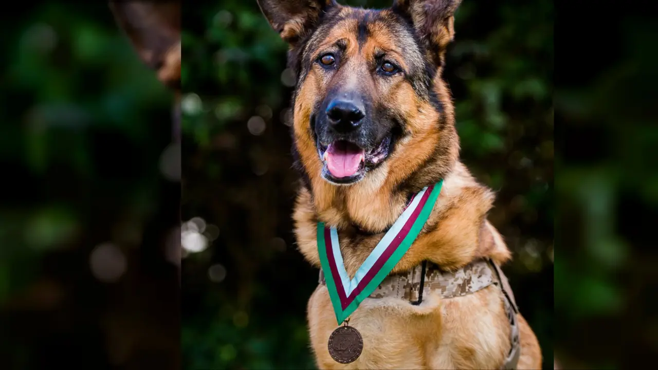 Anjing Pahlawan Perang Dapat Medali Penghargaan - Global Liputan6.com